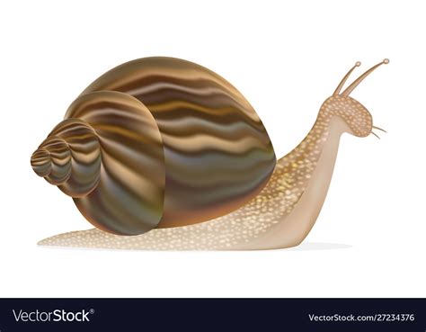 A Snail Royalty Free Vector Image Vectorstock