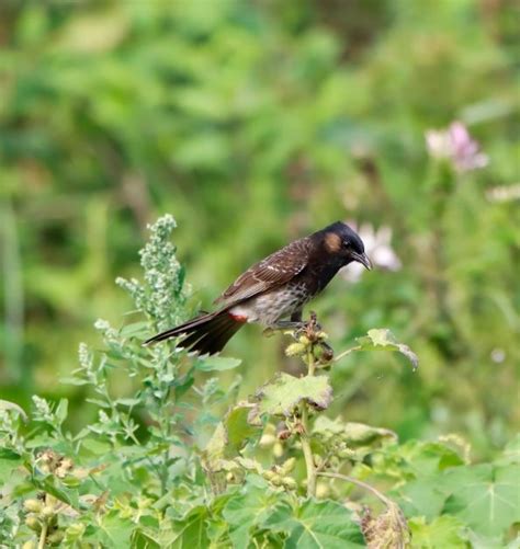 Common Bulbul Species Of Assam 7 Bulbul Species With Photos