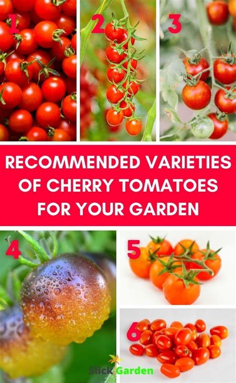 Best Varieties Of Cherry Tomatoes For Your Garden
