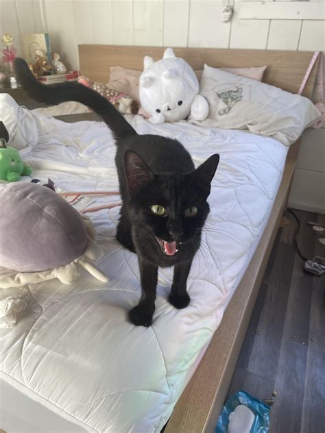 The Stray Cat Ive Been Feeding Came Into My House A Few Days Ago And