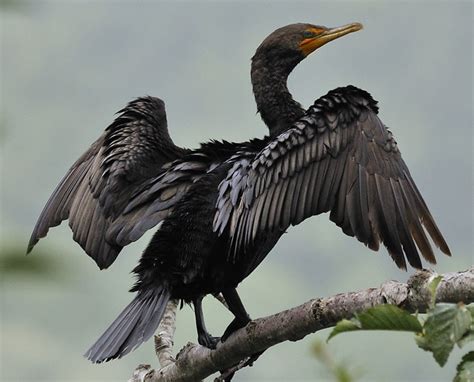 Wet Suited Cormorants Field Notes North Coast Journal