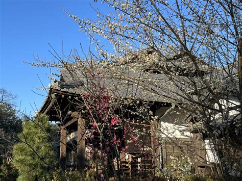 枝垂れ梅 本覺山 妙壽寺法華宗 本門流