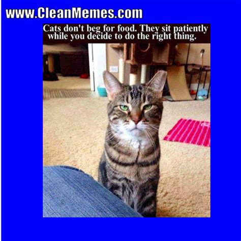 Funny Cat Memes Hilarious Cat Memes Clean Warrior Cat Memes Twitter