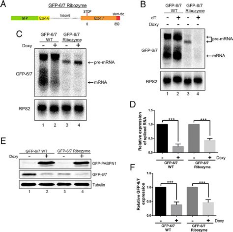 Pabpn1 Autoregulation Does Not Require Canonical 3 End Processing Download Scientific