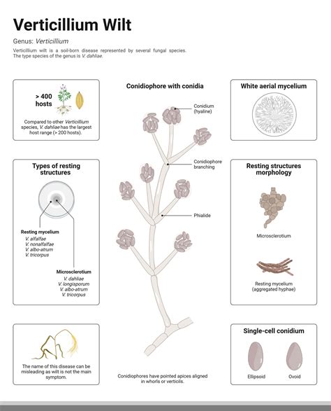 Verticillium Wilt Causes Symptoms Disease Cycle Control