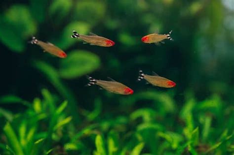 Le Guide Ultime De Soins Pour Le Poisson Nez Rouge élevage Compagnons