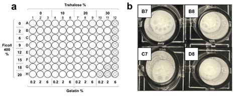 Manufacturing And Formulation Development Of Lyophilized Crude Taq Dna Polymerase Extract