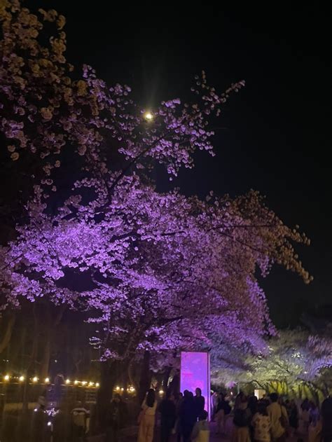 과천 경마공원 렛츠런파크 벚꽃야경 밤 벚꽃 축제 네이버 블로그
