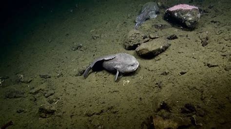 Blobfish Unique Adaptations How Do They Survive Hostility Seafish