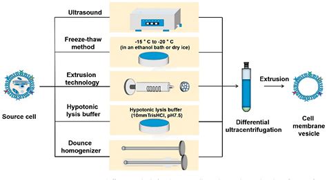 Figure 1 From Exploring The Microfluidic Production Of Biomimetic Hybrid Nanoparticles And Their