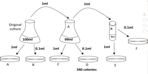 Micro Lab Midterm Flashcards Quizlet