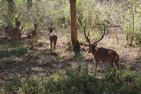 Andhra Pradesh Forest Dept Suspects Wider Crime Syndicate After Finding