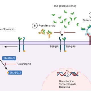 Three therapeutic mechanisms for inhibiting the TGF β pathway in