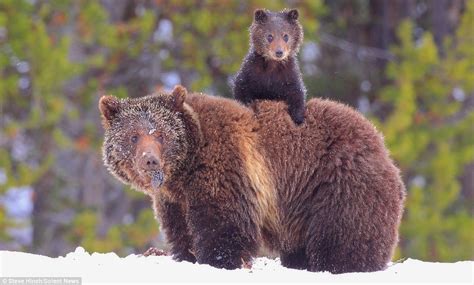 A Picture To Melt Your Heart Grizzly Bear Cub Hitches A Ride On His Mothers Back To Keep His