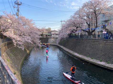 大岡川プロムナードの花見桜情報2025ウェザーニュース