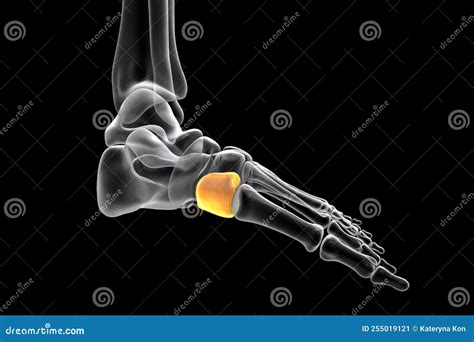 Medial Cuneiform Bone Of The Foot 3d Illustration Stock Illustration