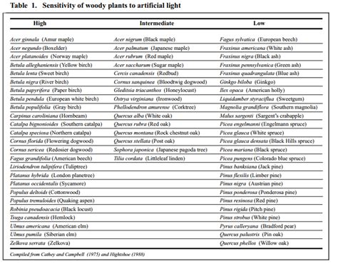 Hit The Lights Light Pollutions Negative Impact On Urban Trees DeepRoot Blog