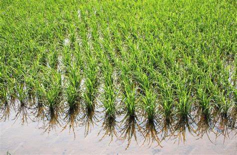 Premium Photo Rice Paddy Growth