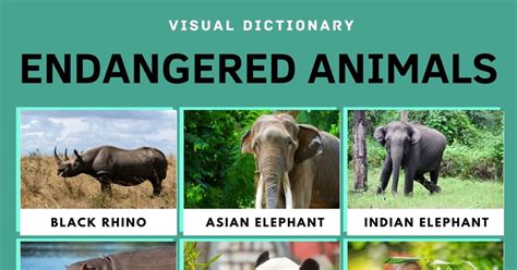 Endangered Animals List Of 15 Endangered Animals With Facts • 7esl