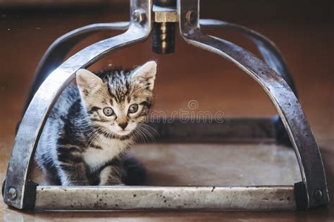 Portrait Of A Cute Little Tabby Striped Kitten With Blue Eyes At Home
