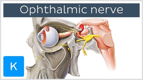 Ophthalmic Nerve
