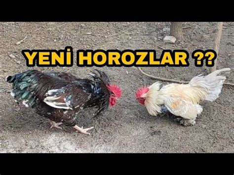 YENİ DEV HOROZ ALDIM ORTALIK FENA KARIŞTI YouTube