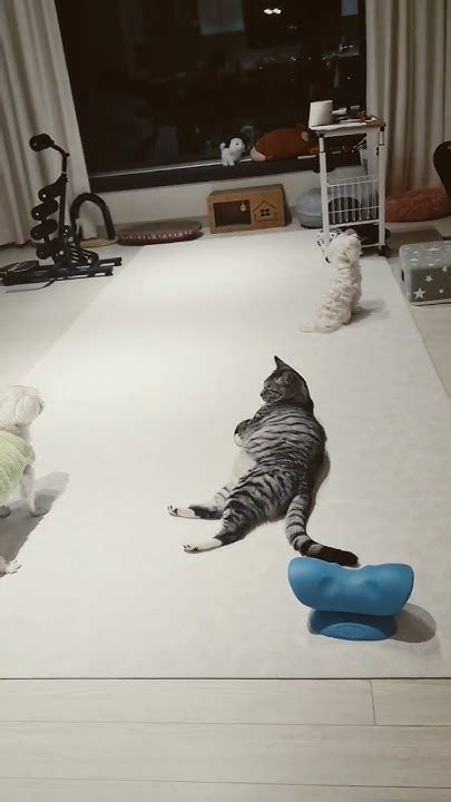 딸기는 식탁밑에~오빠가 머 먹고있어요강아지고양이 Youtube