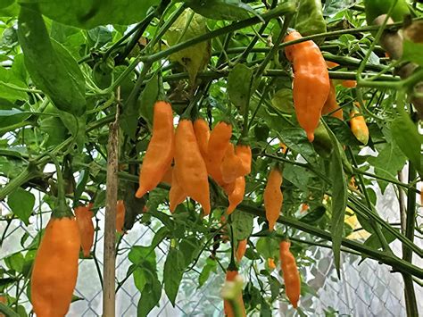 PEPPER 'Ají Mango' - Nursery Delivery Austin – Lone Star Nursery