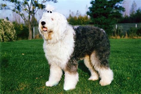 Trucos Para Mascotas Bobtail