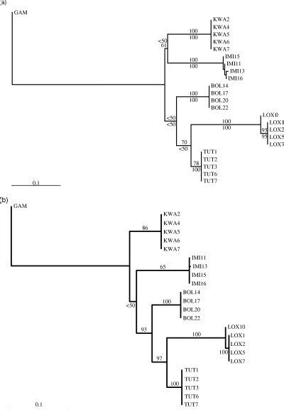 Phylogenetic Relationships Among Partial Nucleotide Sequences Of The
