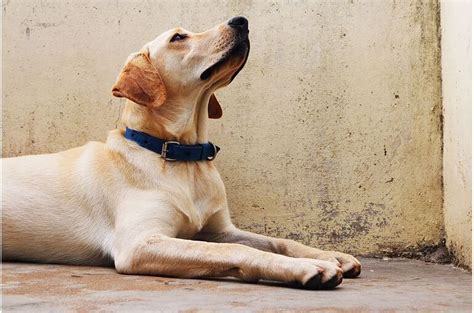 大型犬をペットホテルに預けるときの注意点