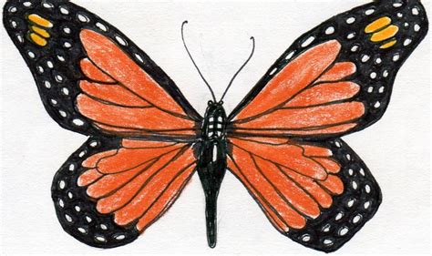 Monarch Butterfly Colored Pencil Monarch Butterfly Color Creative
