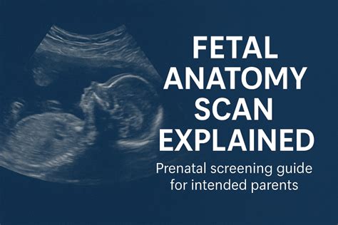 Fetal Anatomy Scan Explained A 20 Week Ultrasound Guide For Intended