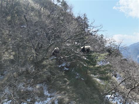 唐家河国家級自然保護区：木の上で「求愛する」野生ジャイアントパンダの偶然の出会い The Tangjiahe Zone Of Giant