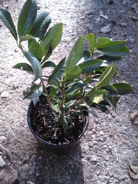 Schip Laurel A Beautiful Cold Hardy Evergreen Plant Great For Low