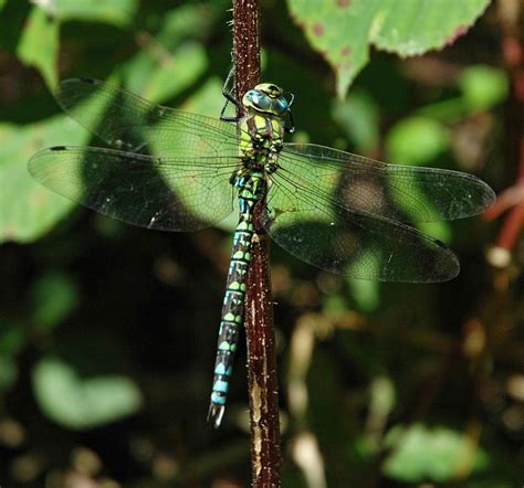 Southern Aeshna Dragonfly Cornwall Guide Images