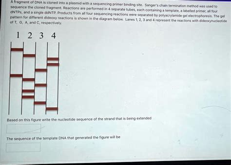 Solved A Fragment Of Dna Is Cloned Into A Plasmid With A Sequencing