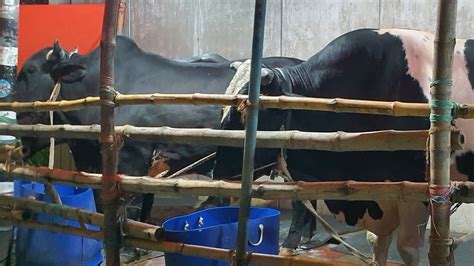 বিশাল হাতীর সাইজের ১৪০০ কেজি ওজনের কুরবানীর গরু Youtube