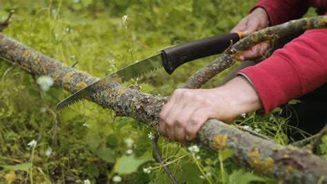 Tree Trimming Tips Farmer John Company