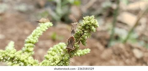Two Mating Grasshopper Royalty Free Images Stock Photos Pictures Shutterstock