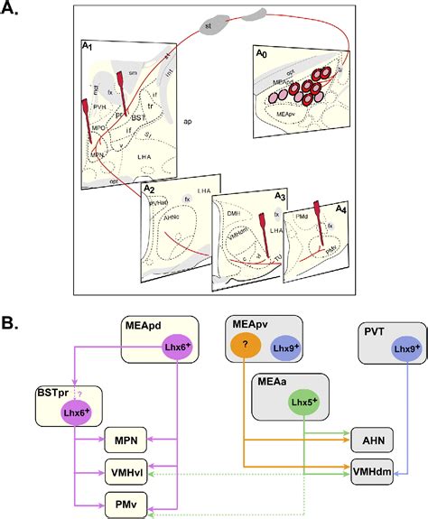Lhx Delineates A Pathway Mediating Innate Reproductive Behaviors From The Amygdala To The