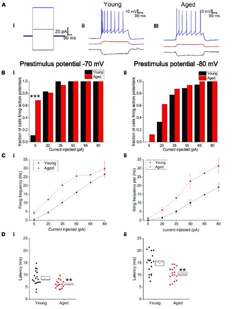 Type Ii Neurons Exhibit Hyperexcitability In Aged Neurons In Response