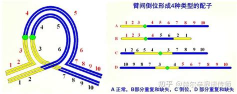 谁能帮我具体解释一下9号染色体臂间倒位的影响与指导？ 知乎