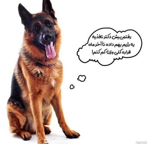 سگ نژاد ژرمن بلک