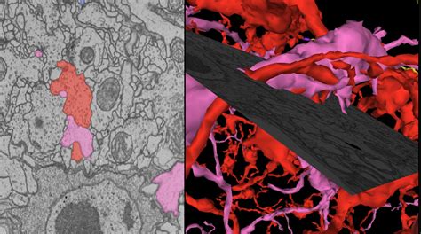 Submitting Synapses Flywire
