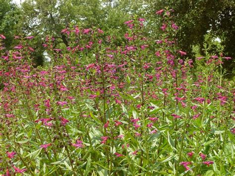 Salvia Pentstemonoides Big Red Sage Npin Plant Images Texas