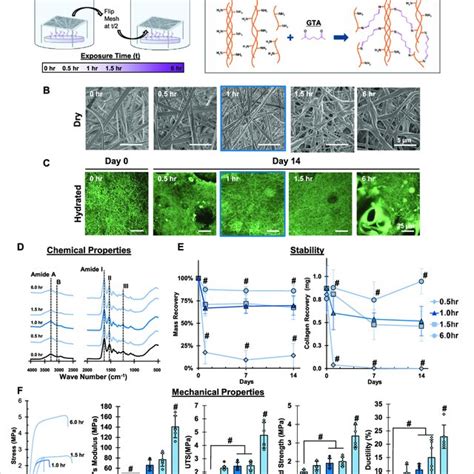 Mesh Fabrication Crosslinking Duration Glutaraldehyde Exposure For 1