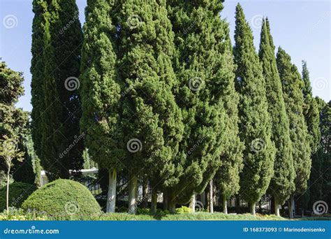 Mediterranean Cypress Cupressus Sempervirens Or Italian Cypress Pencil
