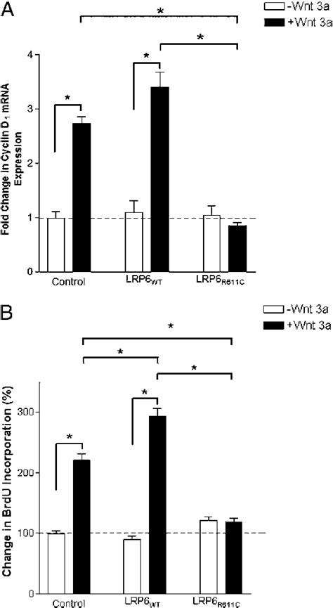 Effect Of Lrp6 Wt And Lrp6 R611c On Cyclin D1 Expression And Cell