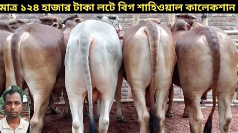 আক্কাস ভাইয়ের সুপারহিট শাহিওয়াল ও নেপালী গীর।।০৪০৯২০২৩।special Cow